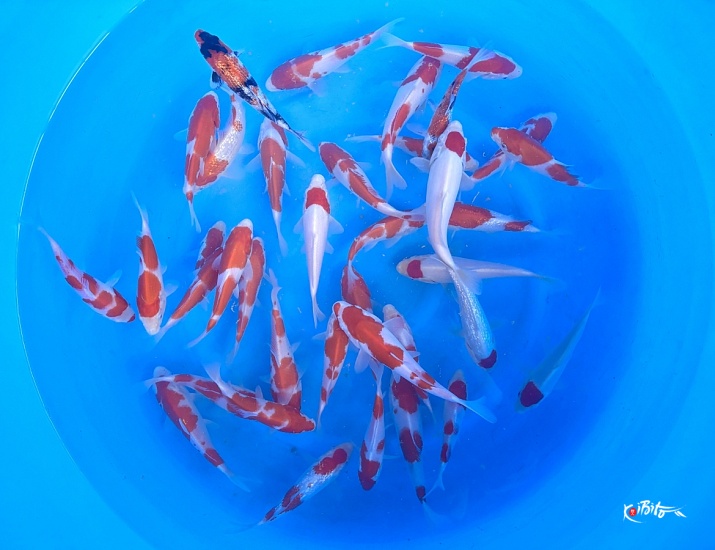在庫 | KoiBito Japan: Nishikigoi Exporters