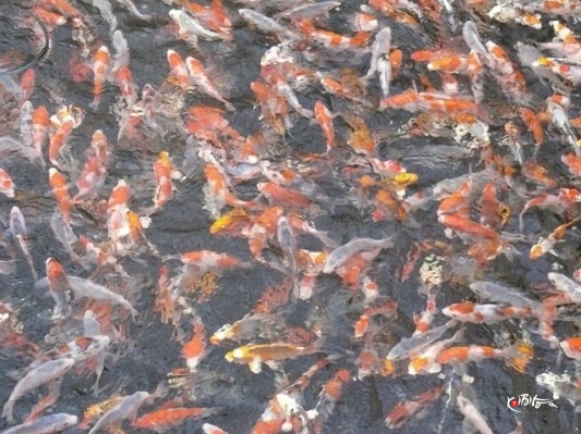 Sakamaki | Breeders | KoiBito Japan: Nishikigoi Exporters