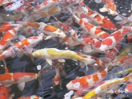 Sakamaki | Breeders | KoiBito Japan: Nishikigoi Exporters