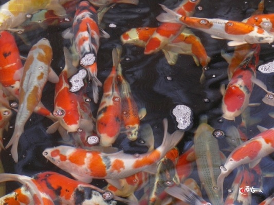 Sakamaki | Breeders | KoiBito Japan: Nishikigoi Exporters